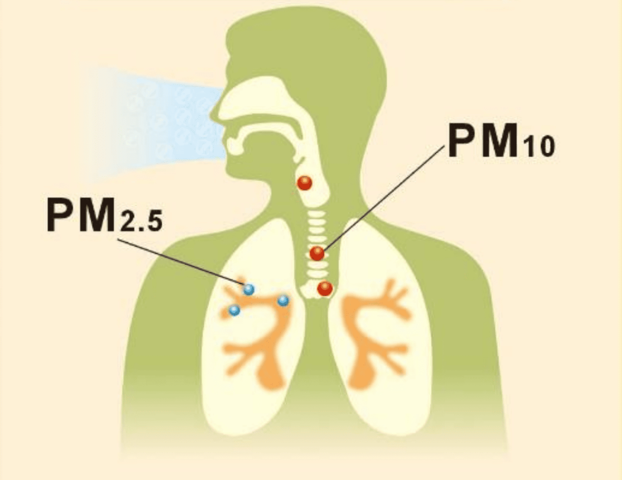 別只知道PM2.5，「PM10」也會危害健康｜健康住宅知識